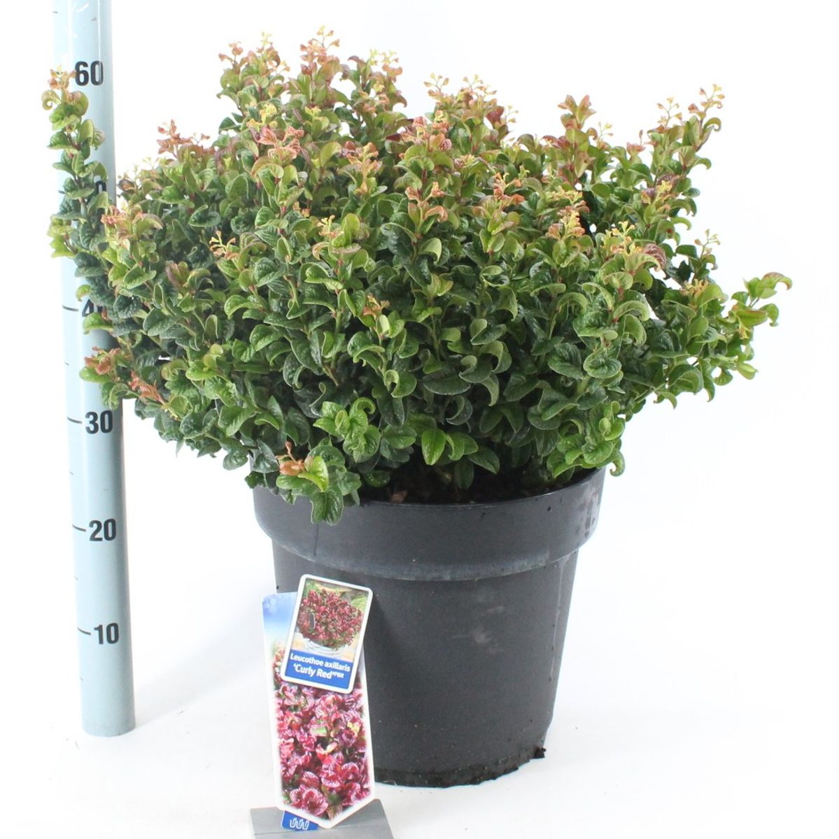 Leucothoe axillaris 'Curly Red' — Plant Wholesale FlorAccess