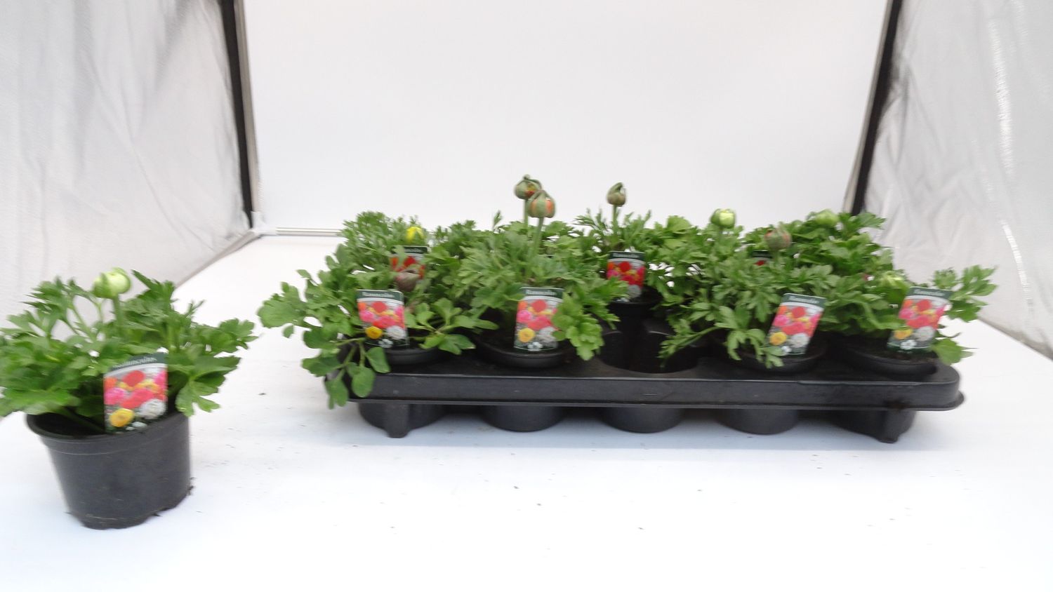 Ranunculus SPRINKLES MIX — Plant Wholesale FlorAccess