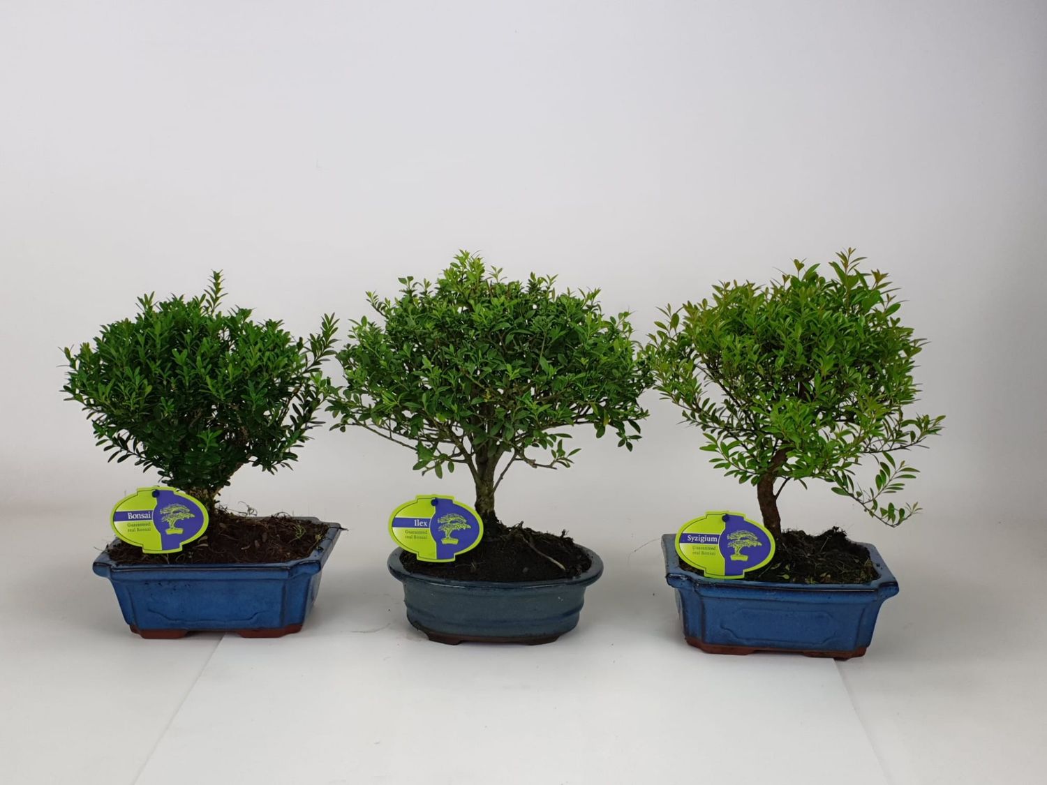 Bonsai MIX — Plant Wholesale FlorAccess