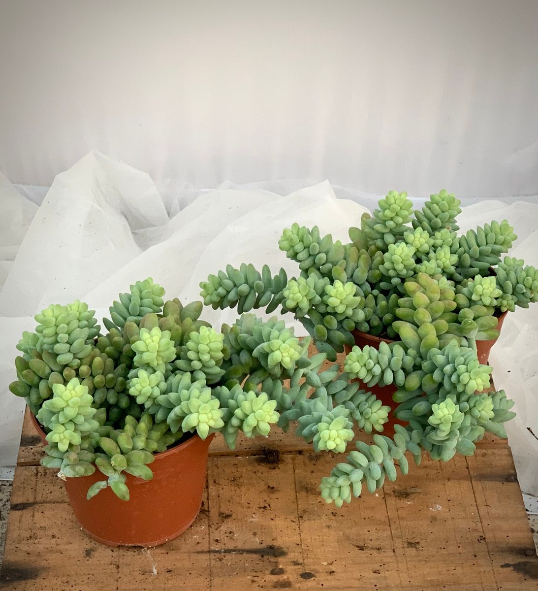 Sedum morganianum — Plant Wholesale FlorAccess