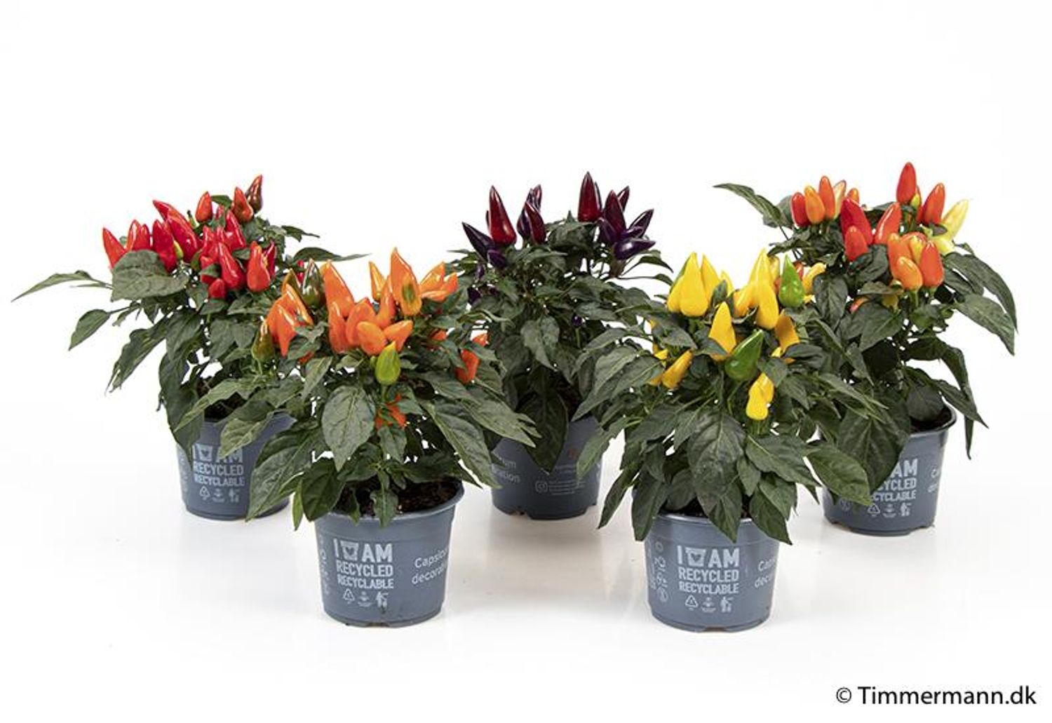 Capsicum annuum MIX — Plant Wholesale FlorAccess