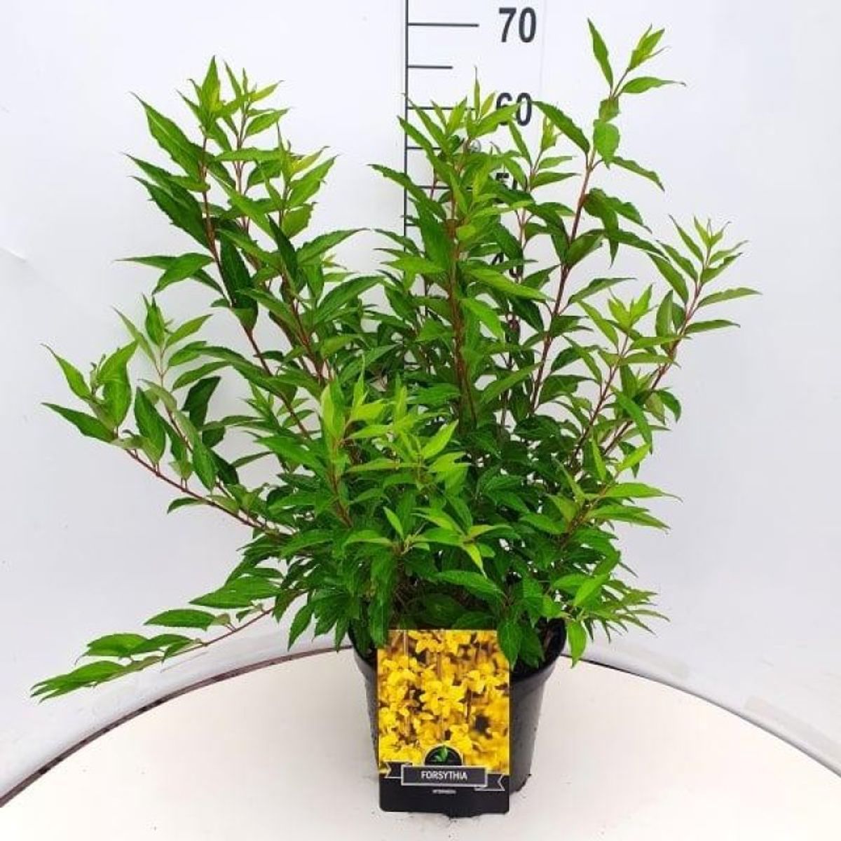 Forsythia x intermedia 'Spectabilis' — Grossiste en Plantes FlorAccess