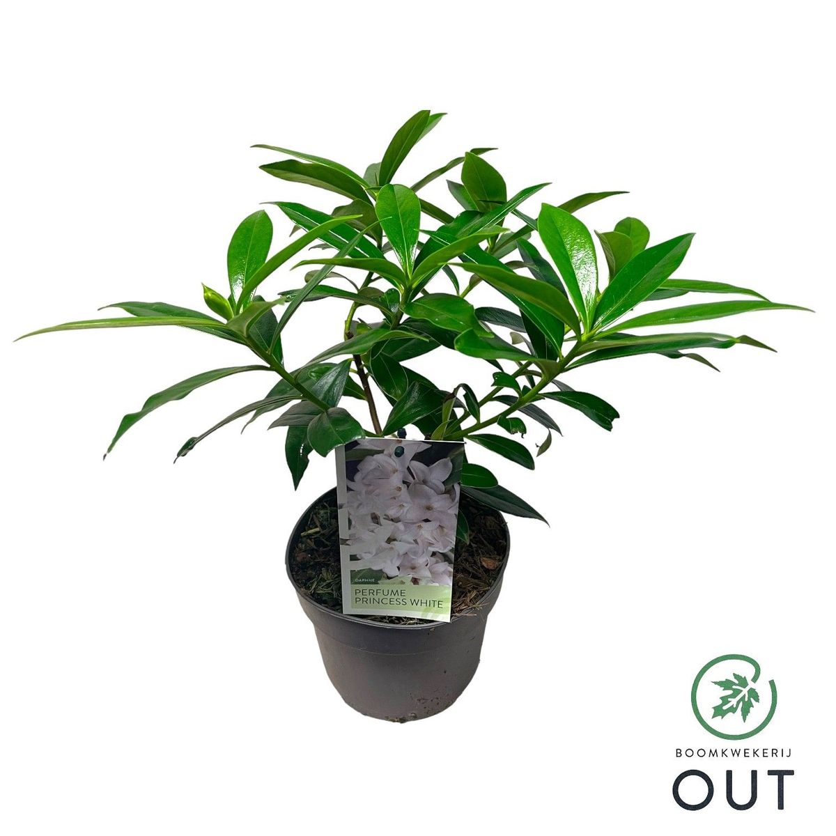 Daphne PERFUME PRINCESS WHITE — Plant Wholesale FlorAccess