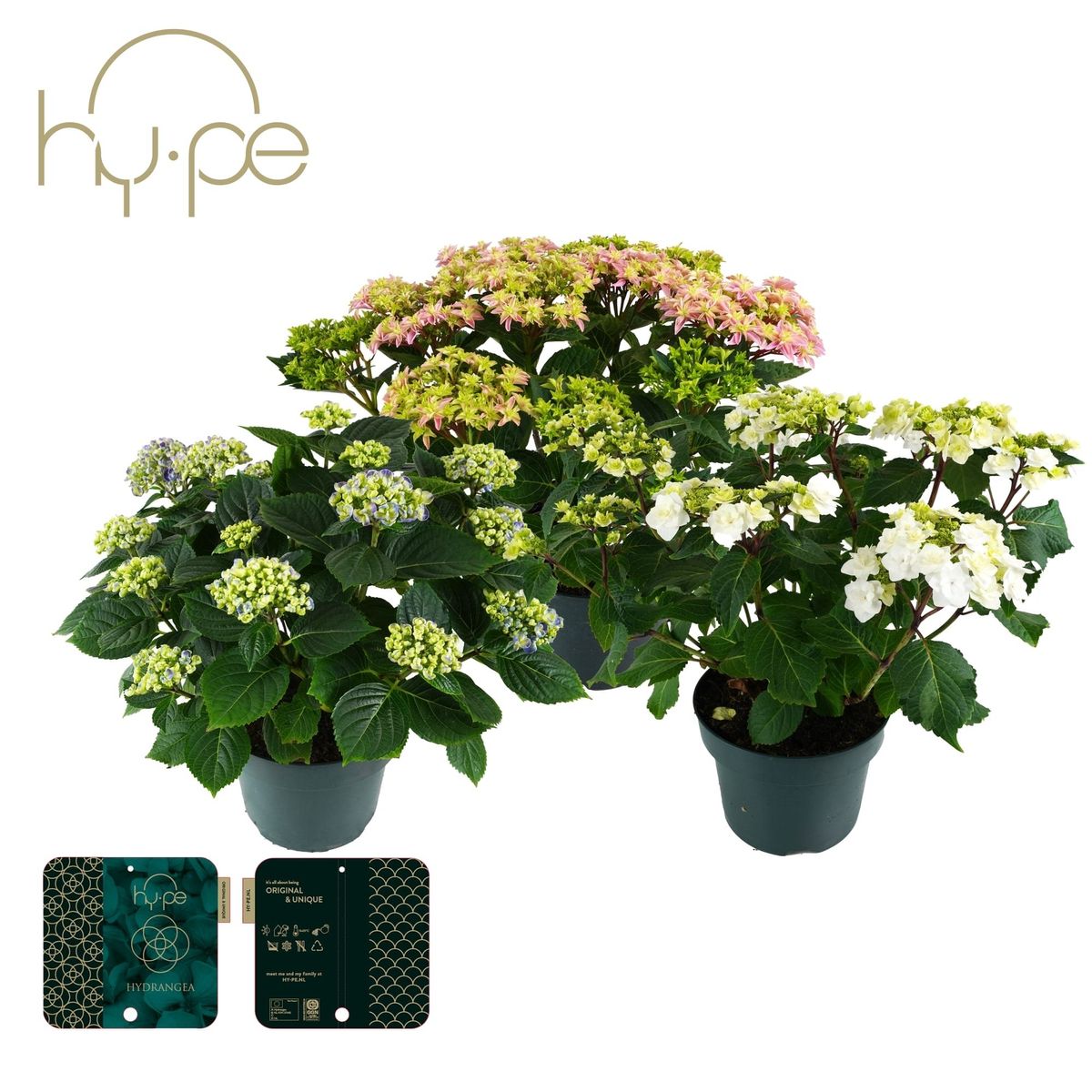Hydrangea macrophylla HY-PE MIX — Plant Wholesale FlorAccess