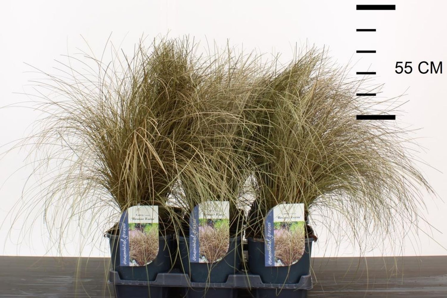 Carex comans 'Bronze Form' — Plant Wholesale FlorAccess