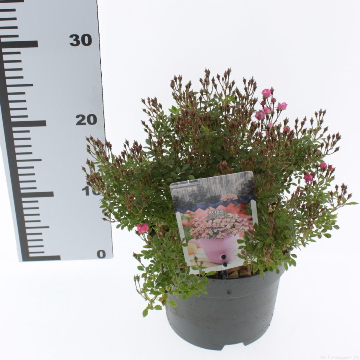 Rosa CUTIE PIE — Mayorista de plantas FlorAccess