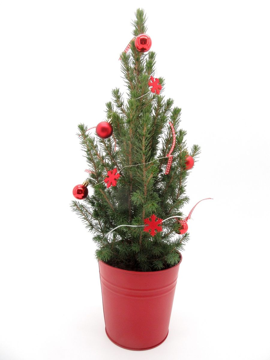 Picea abies 'Conica' — Plant Wholesale FlorAccess