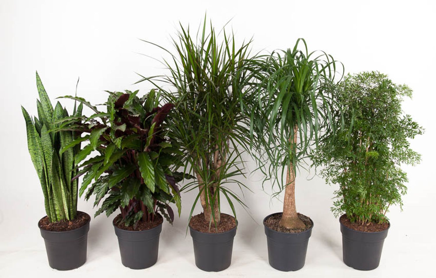 Houseplants MIX — Plant Wholesale FlorAccess