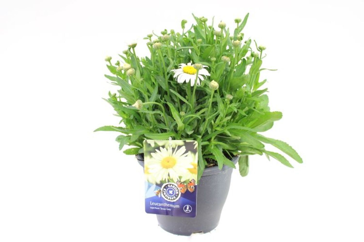 Leucanthemum x superbum 'Snow Lady' — Plant Wholesale FlorAccess
