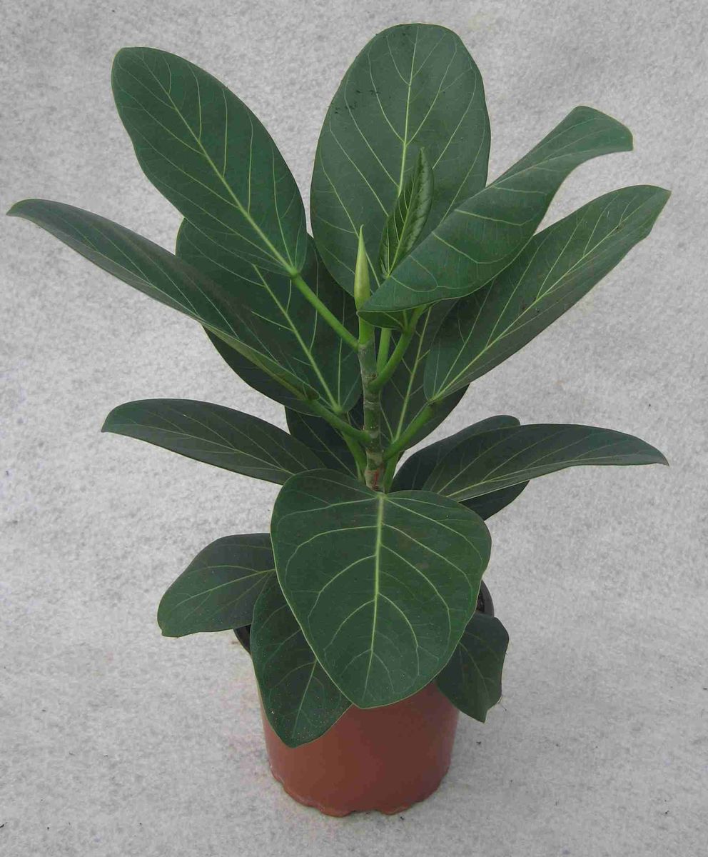 Ficus benghalensis — Plant Wholesale FlorAccess