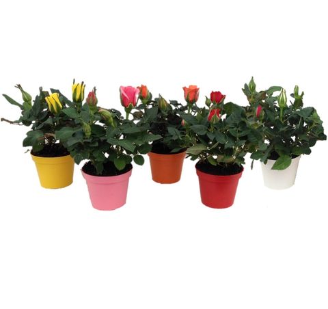 Rosa MIX — Plant Wholesale FlorAccess