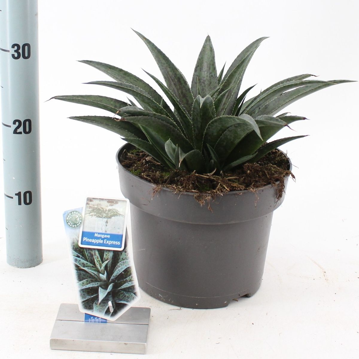 x Mangave 'Pineapple Express' — Plant Wholesale FlorAccess