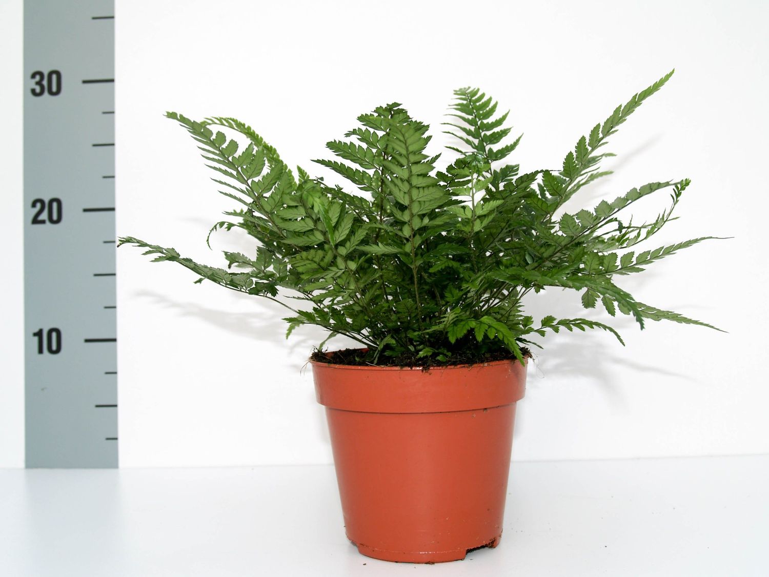 Athyrium spicatum — Plant Wholesale FlorAccess
