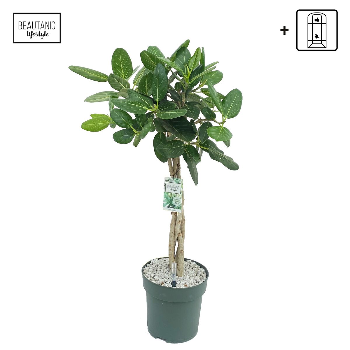 Ficus altissima — Plant Wholesale FlorAccess