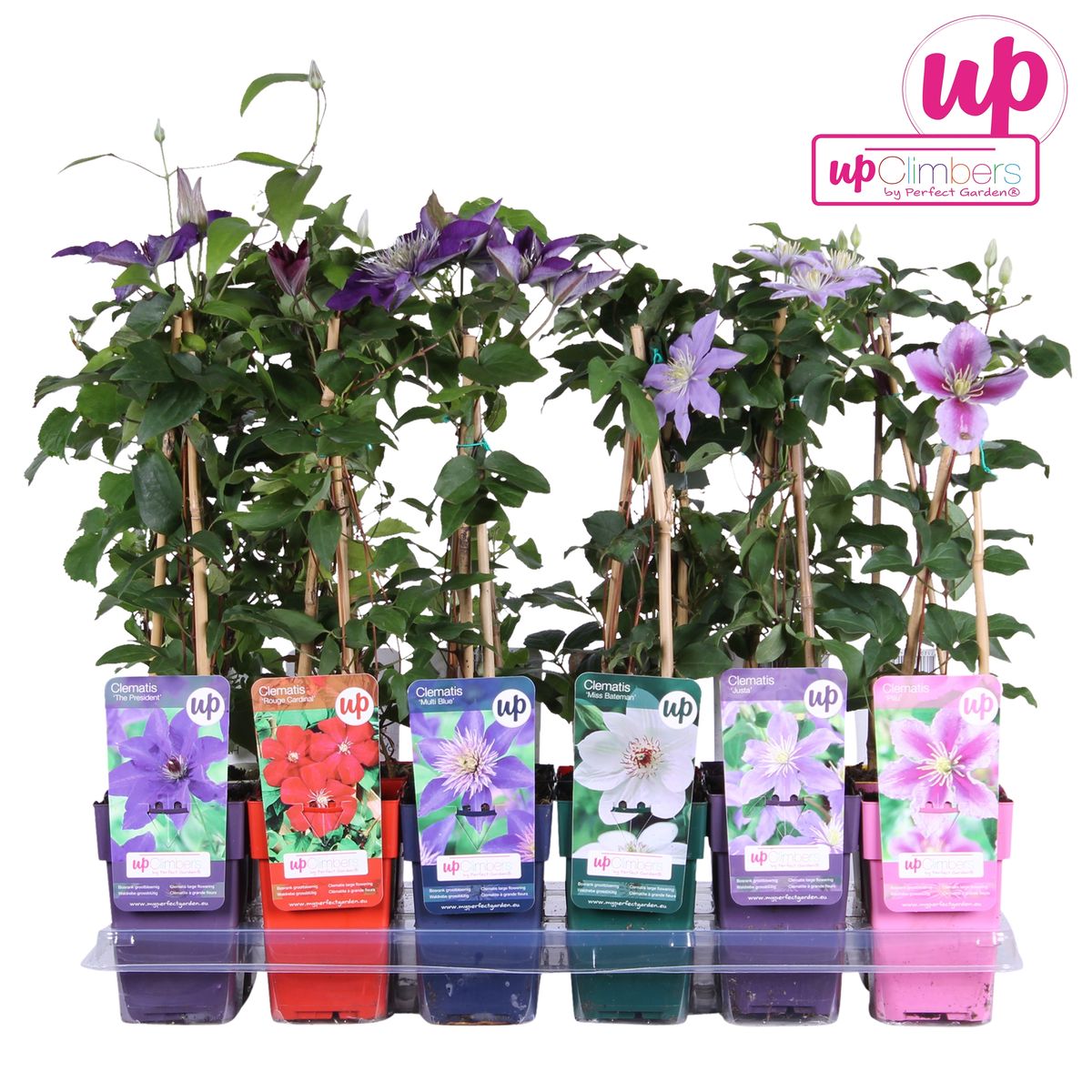 Clematis MIX — Plant Wholesale FlorAccess