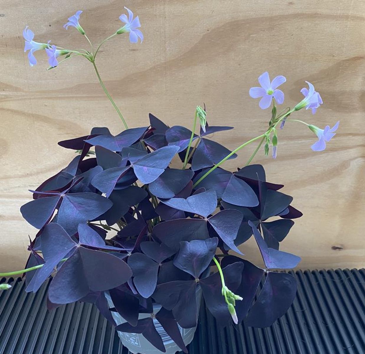 Oxalis triangularis — Plant Wholesale FlorAccess