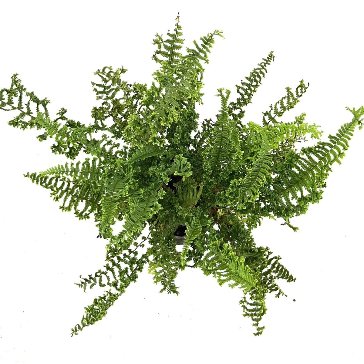 Dryopteris filix-mas 'Linearis Polydactyla' — Plant Wholesale FlorAccess