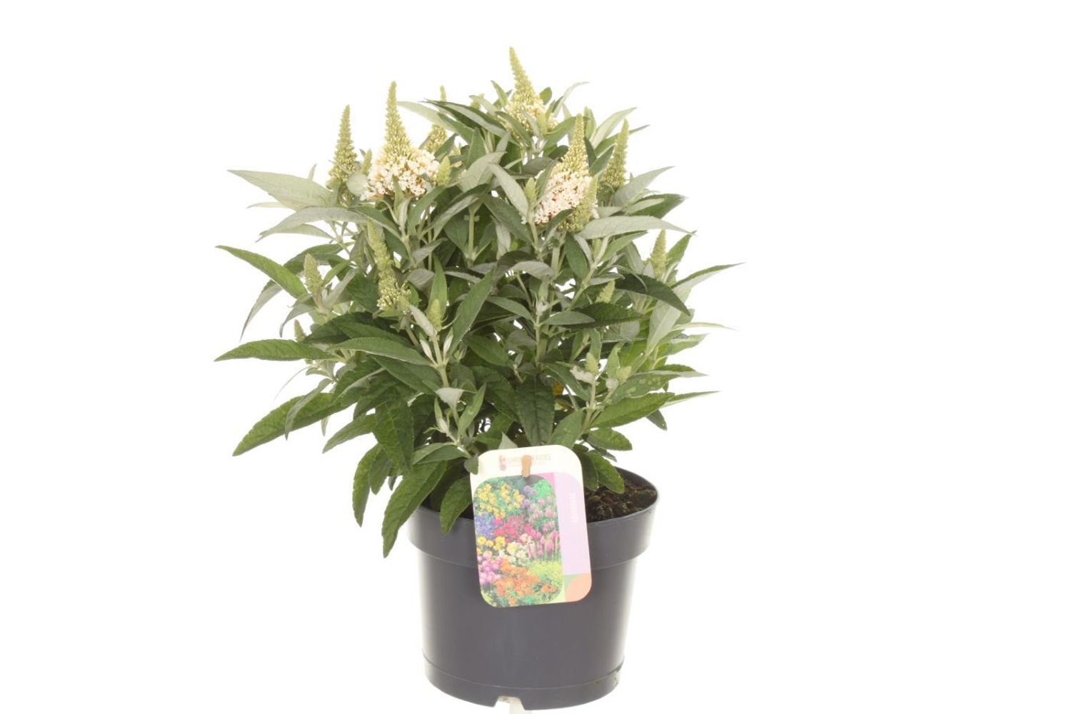 Buddleja davidii BUTTERFLY CANDY LITTLE WHITE — Grossiste en Plantes ...
