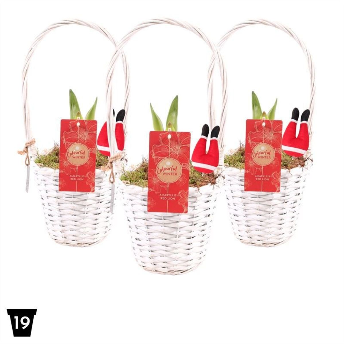 Hippeastrum 'Red Lion' — Plant Wholesale FlorAccess