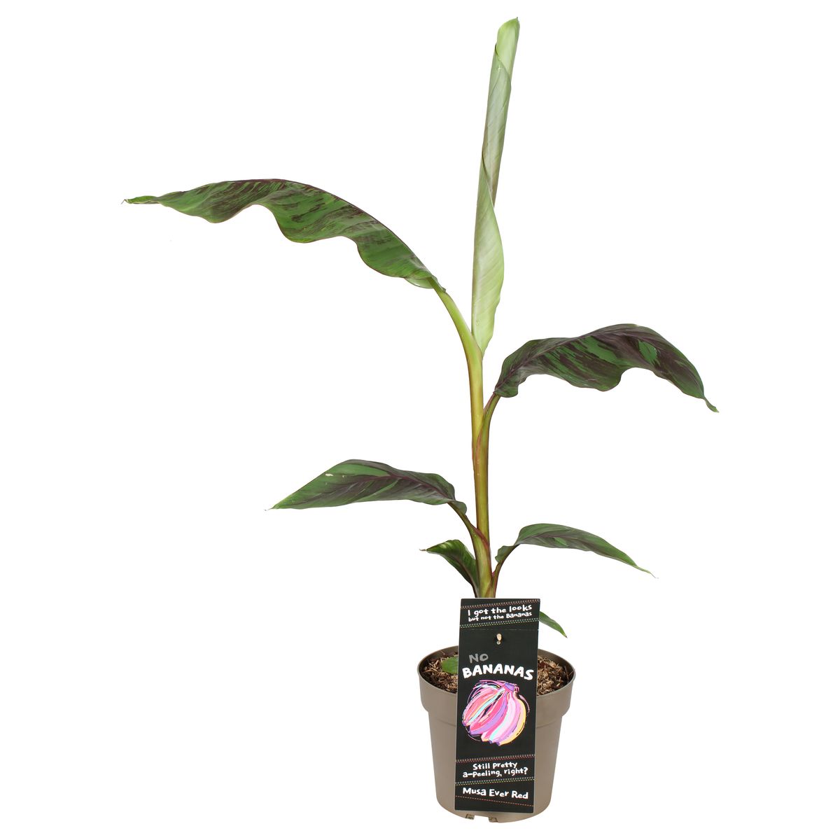 Musa sikkimensis 'Ever Red' — Plant Wholesale FlorAccess