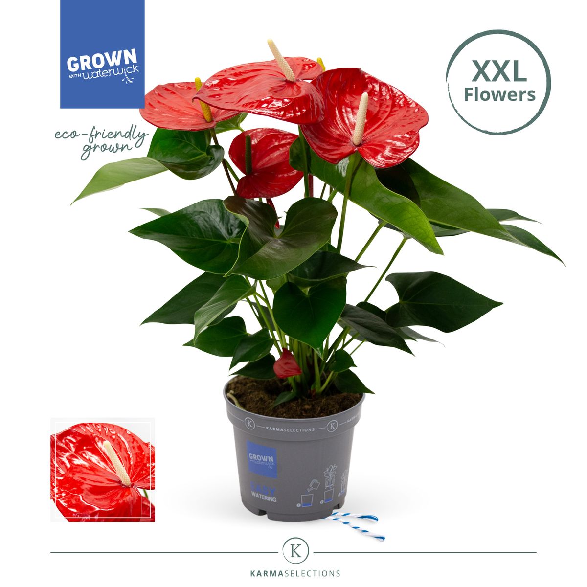 Anthurium KARMA RED — Plant Wholesale FlorAccess