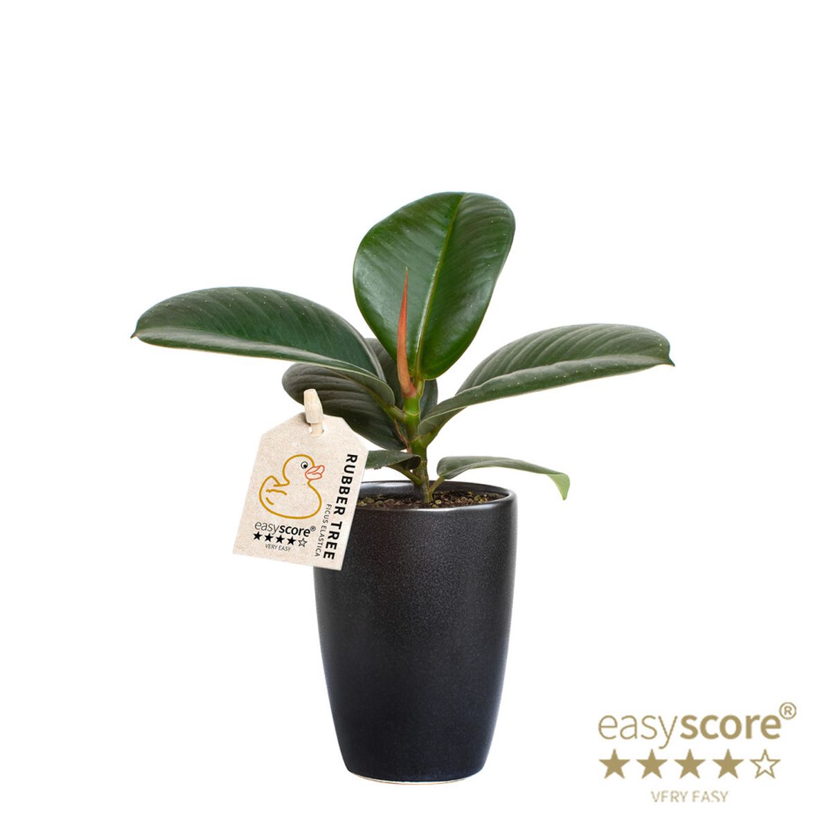 Ficus elastica 'Sofia' — Plant Wholesale FlorAccess