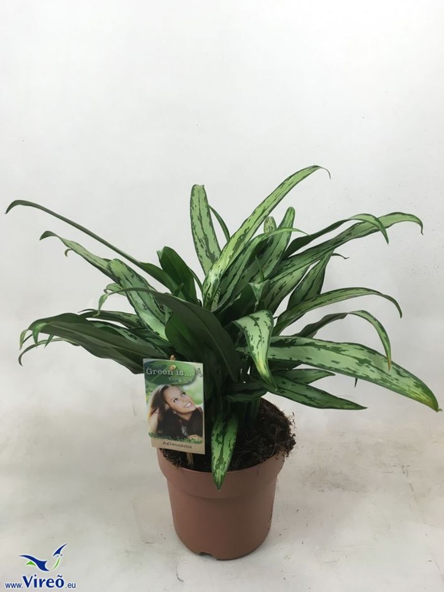 Aglaonema 'Cutlass' — Plant Wholesale FlorAccess