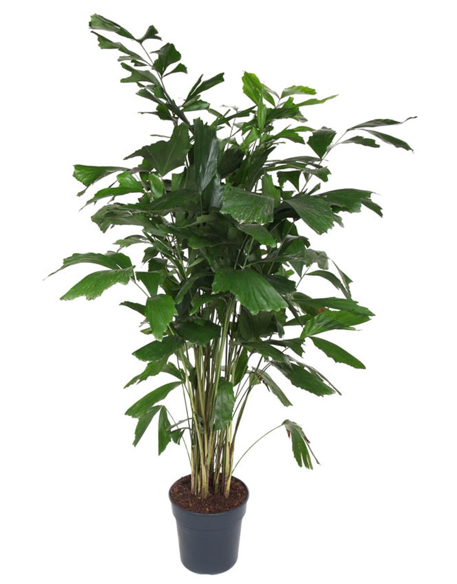 Caryota mitis — Plant Wholesale FlorAccess