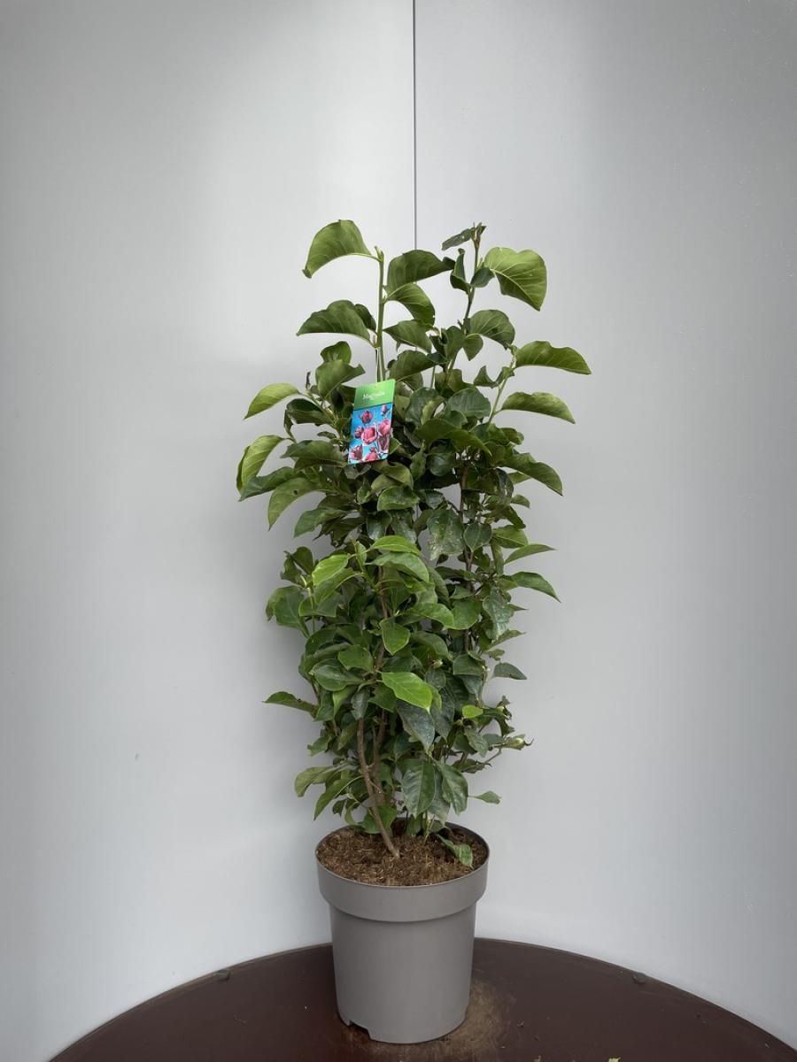 Magnolia 'Genie' — Plant Wholesale FlorAccess