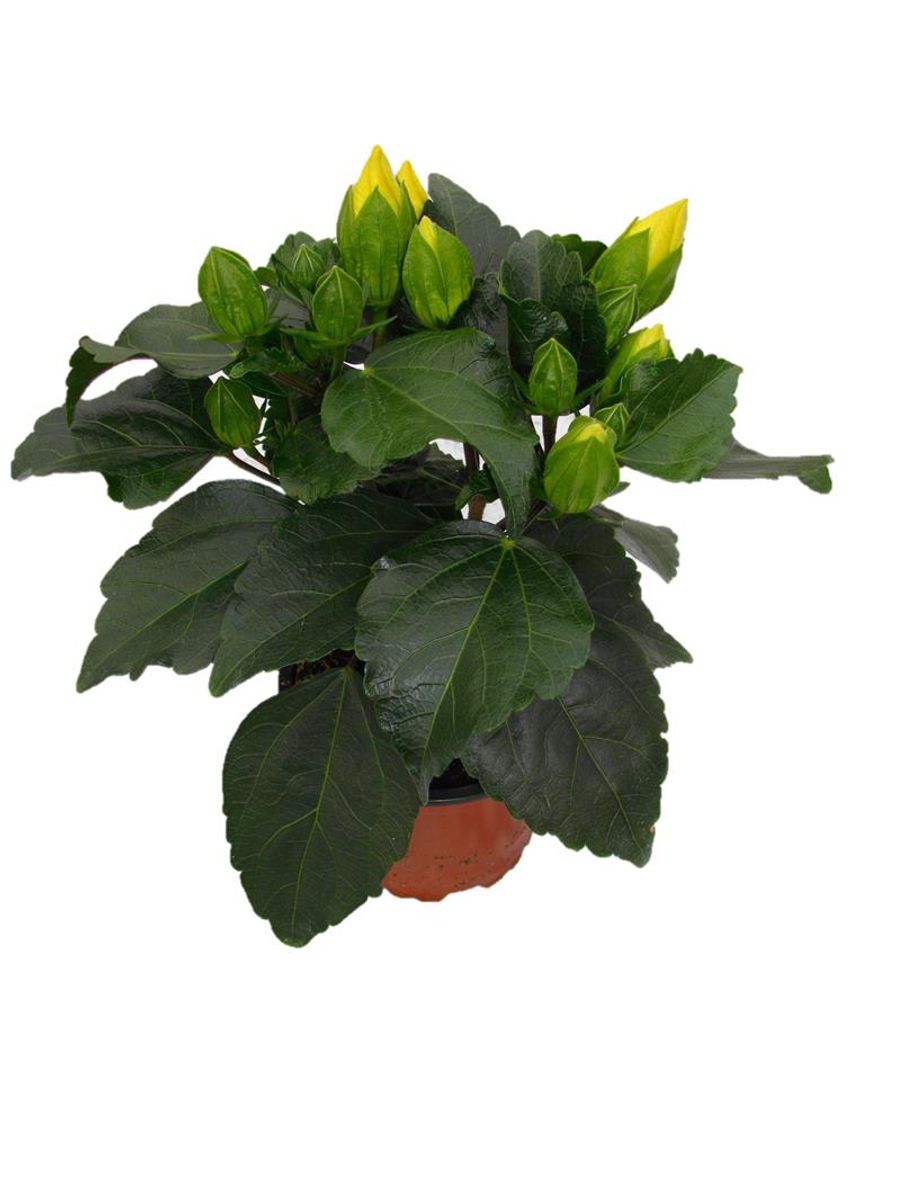 Hibiscus rosa-sinensis ADONIS YELLOW — Plant Wholesale FlorAccess