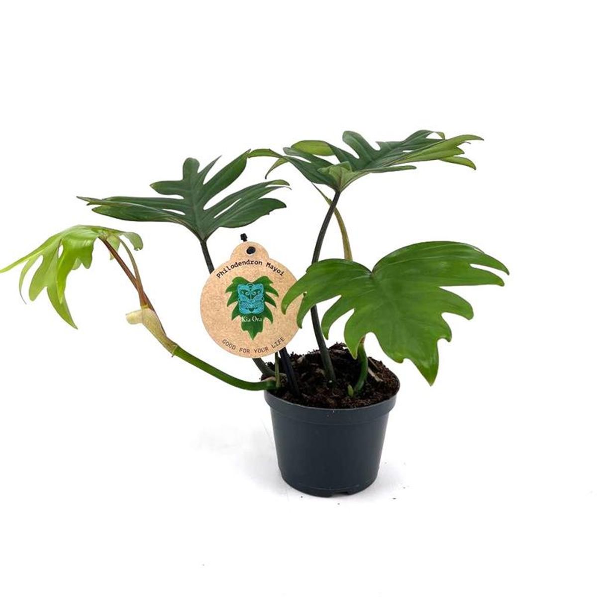 Philodendron mayoi — Plant Wholesale FlorAccess