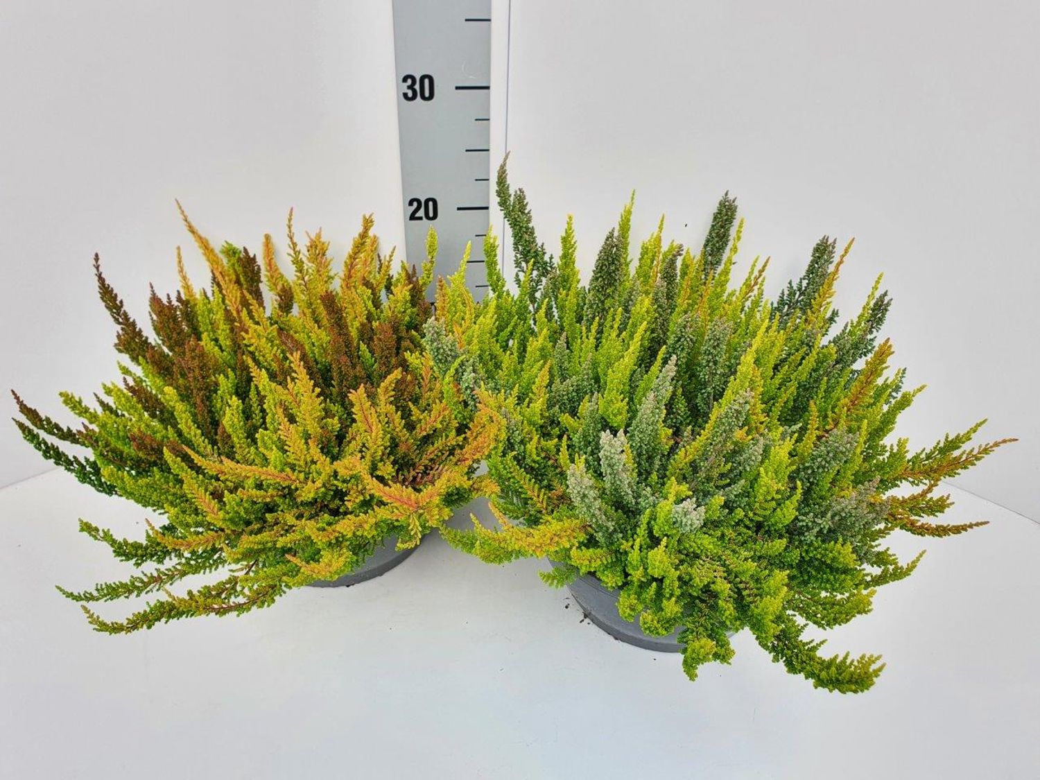 Calluna vulgaris SKYLINE MIX IN POT — Рослини оптом FlorAccess