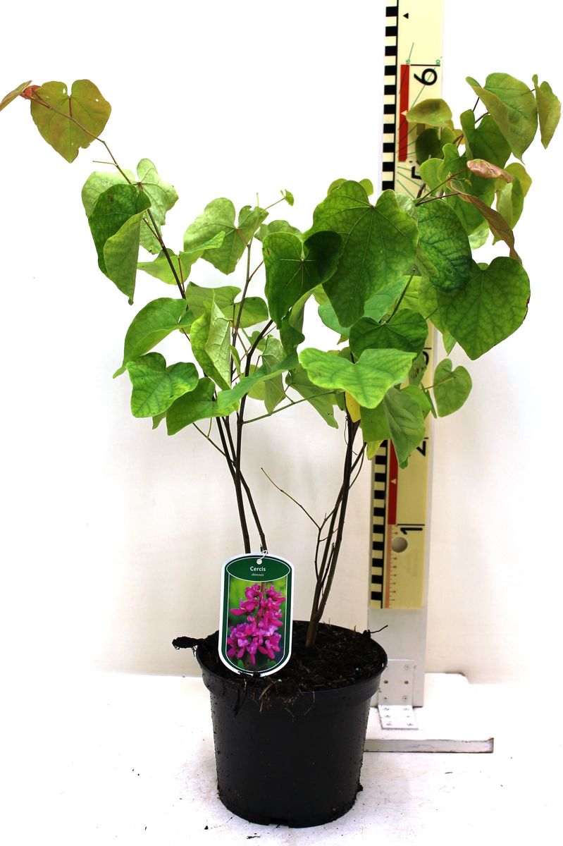 Cercis chinensis — Plant Wholesale FlorAccess