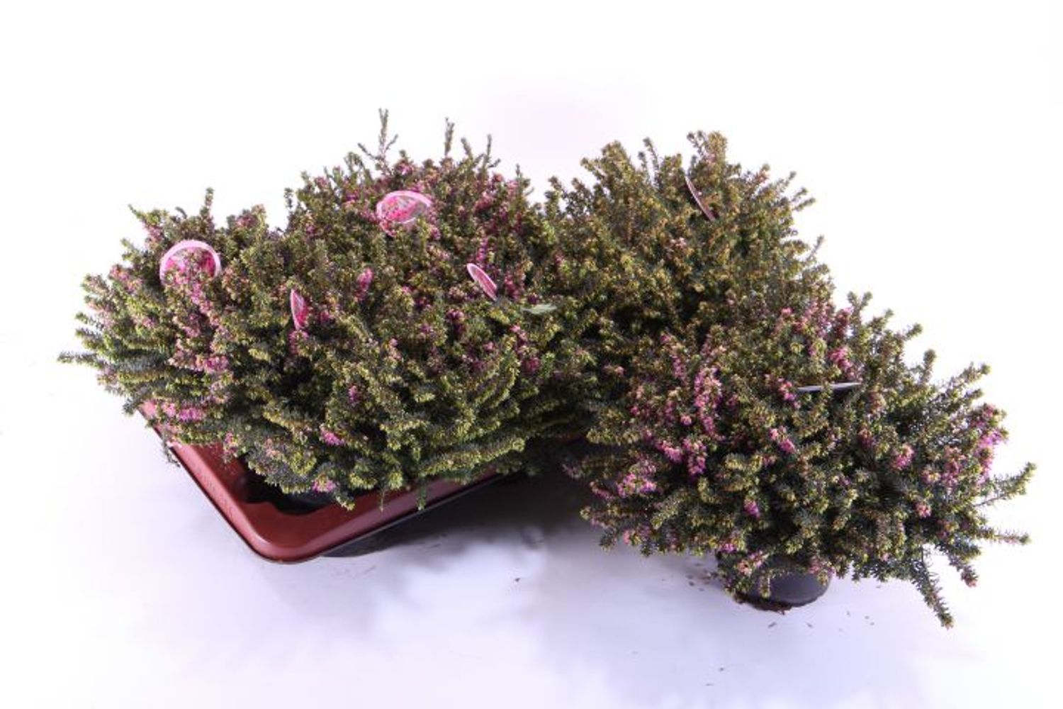 Erica x darleyensis 'Kramer's Rote' — Plant Wholesale FlorAccess