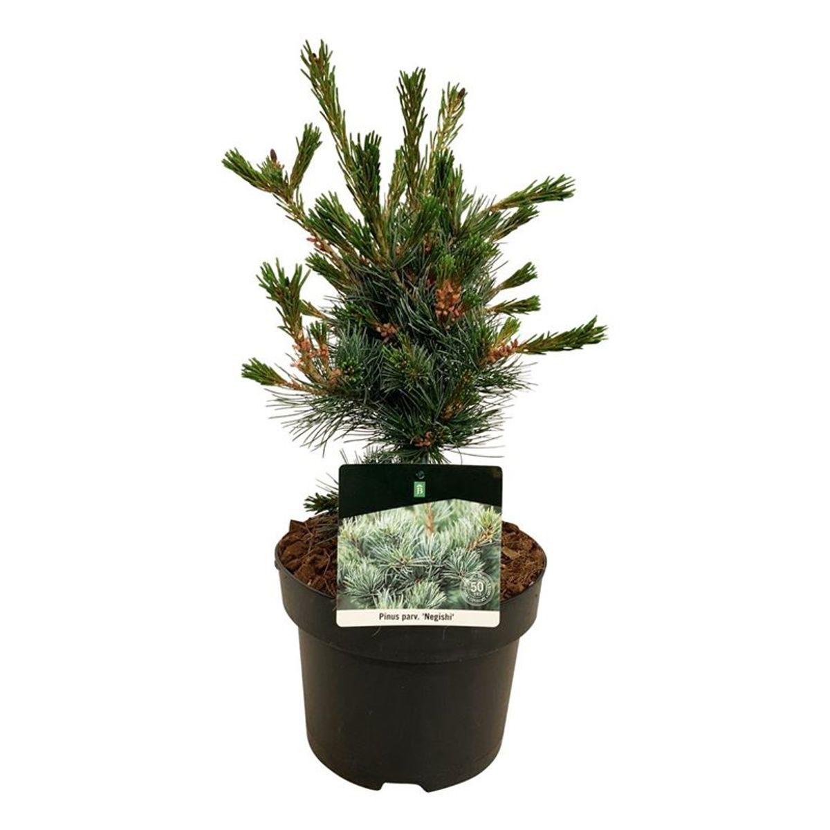 Pinus parviflora 'Tempelhof' — Plant Wholesale FlorAccess
