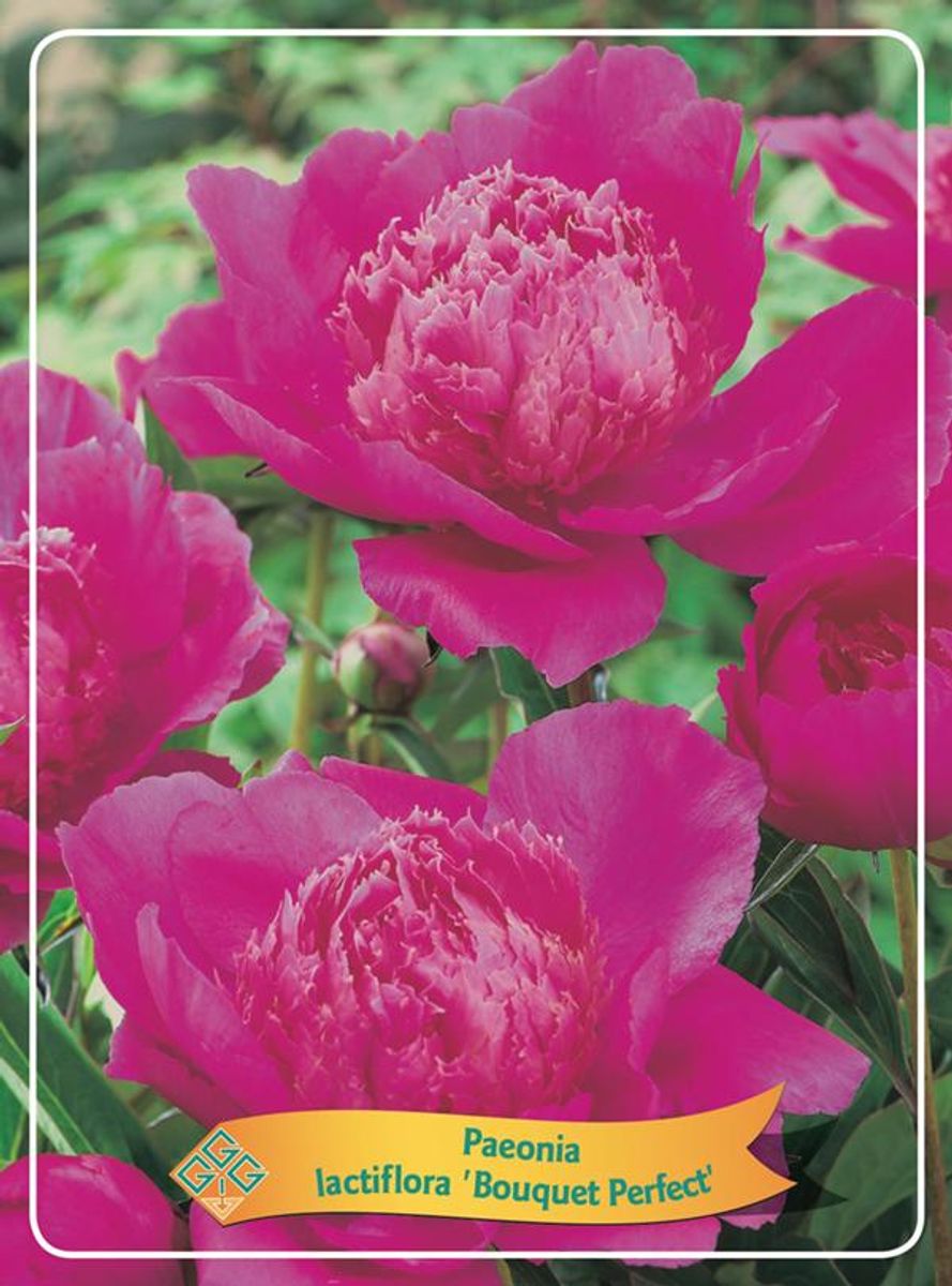 Paeonia 'Bouquet Perfect' — Plant Wholesale FlorAccess
