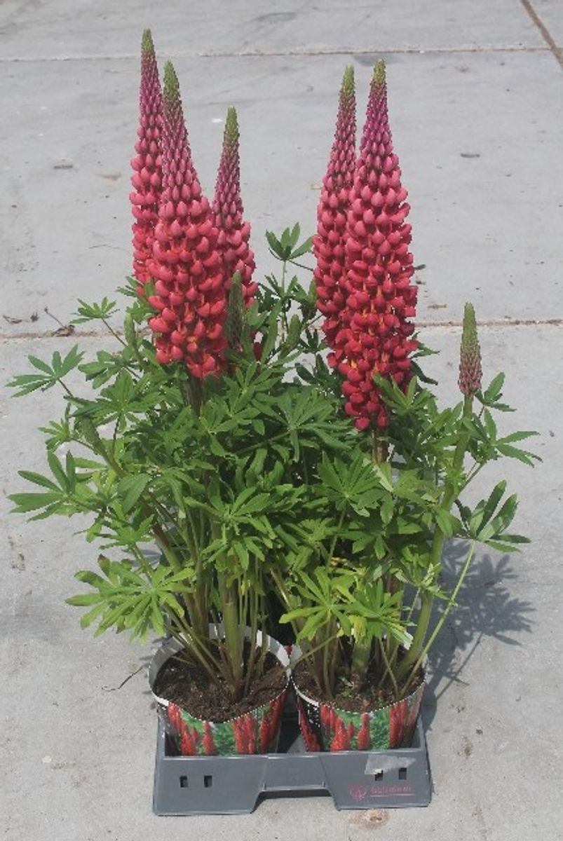 Lupinus 'Towering Inferno' — Plant Wholesale FlorAccess