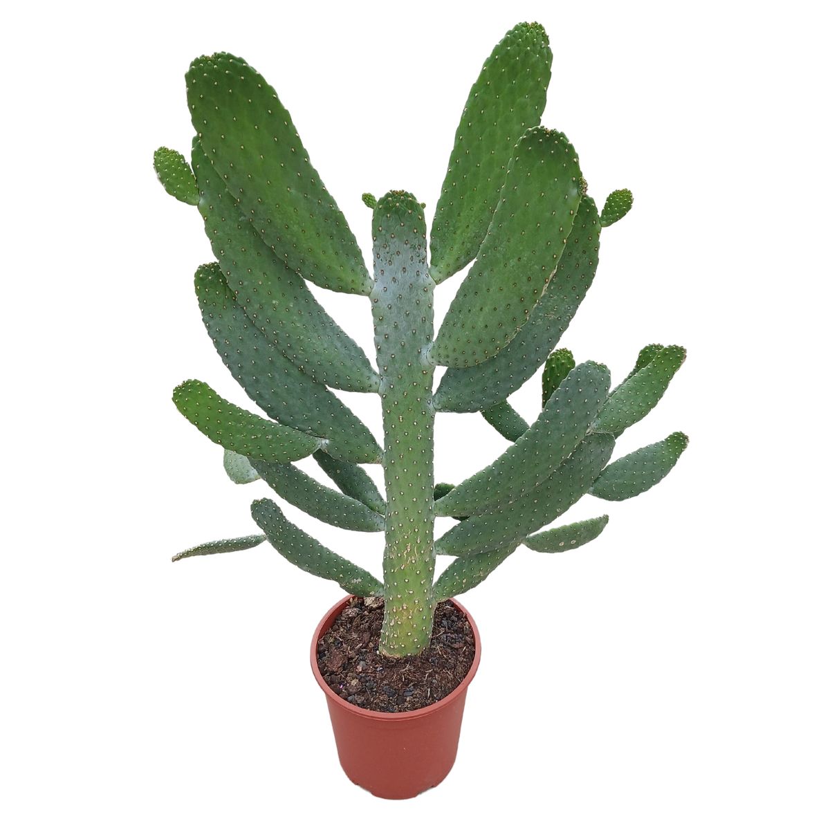 Opuntia consolea — Plant Wholesale FlorAccess