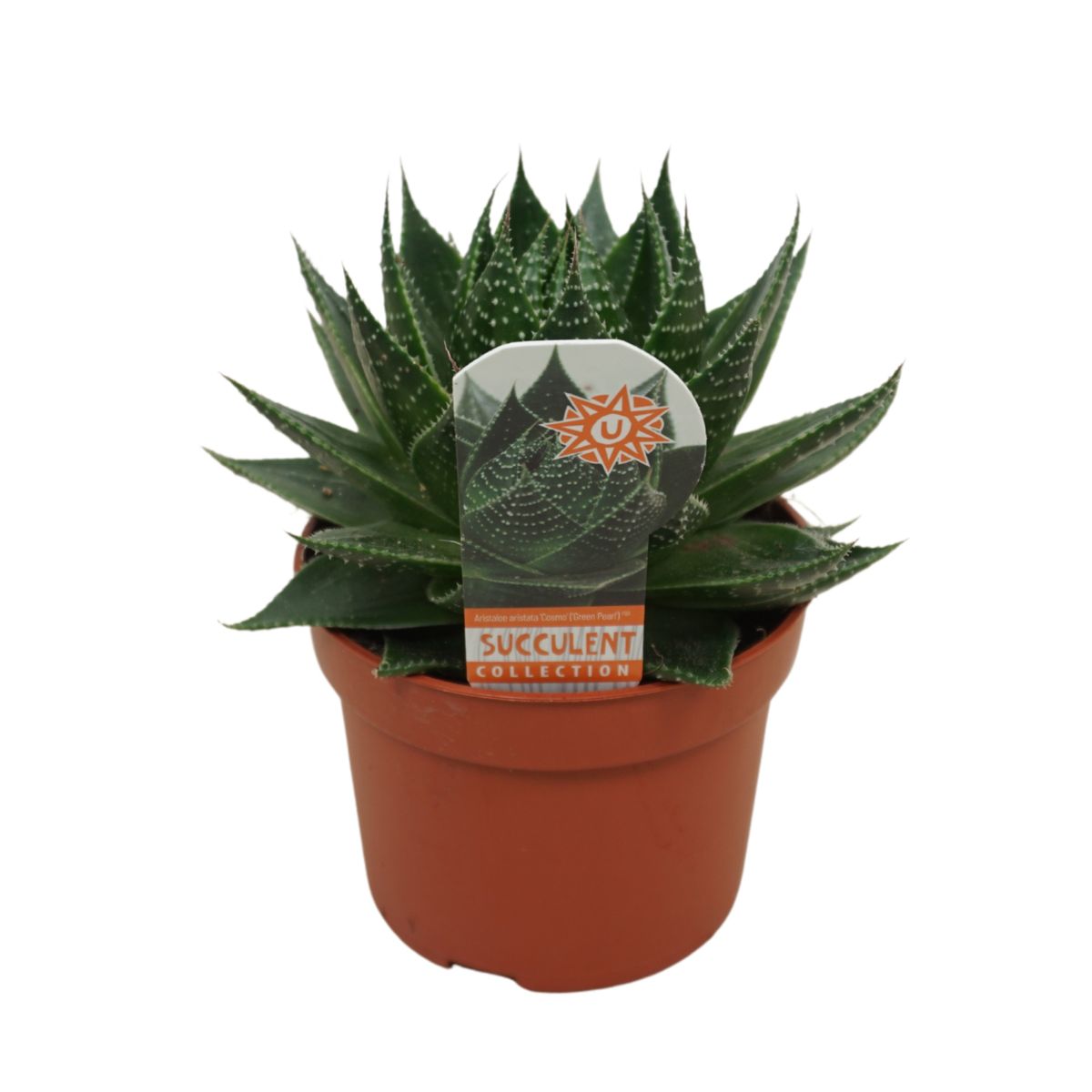 Aloe 'Cosmo' — Plant Wholesale FlorAccess