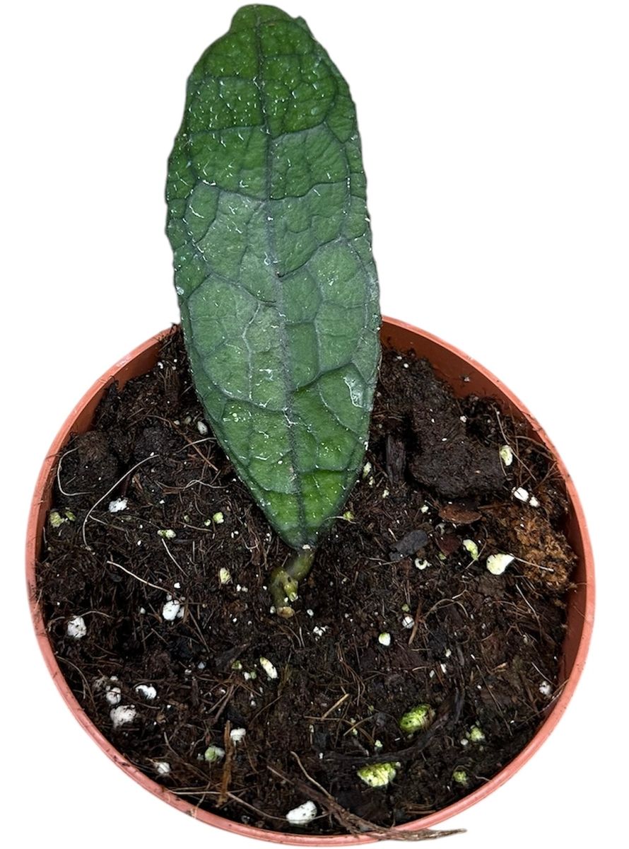 Hoya clemensiorum DARK LEAF — Plant Wholesale FlorAccess