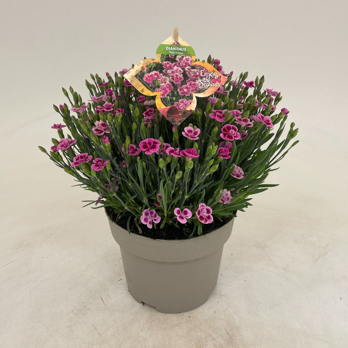 Dianthus PINK KISSES — Plant Wholesale FlorAccess