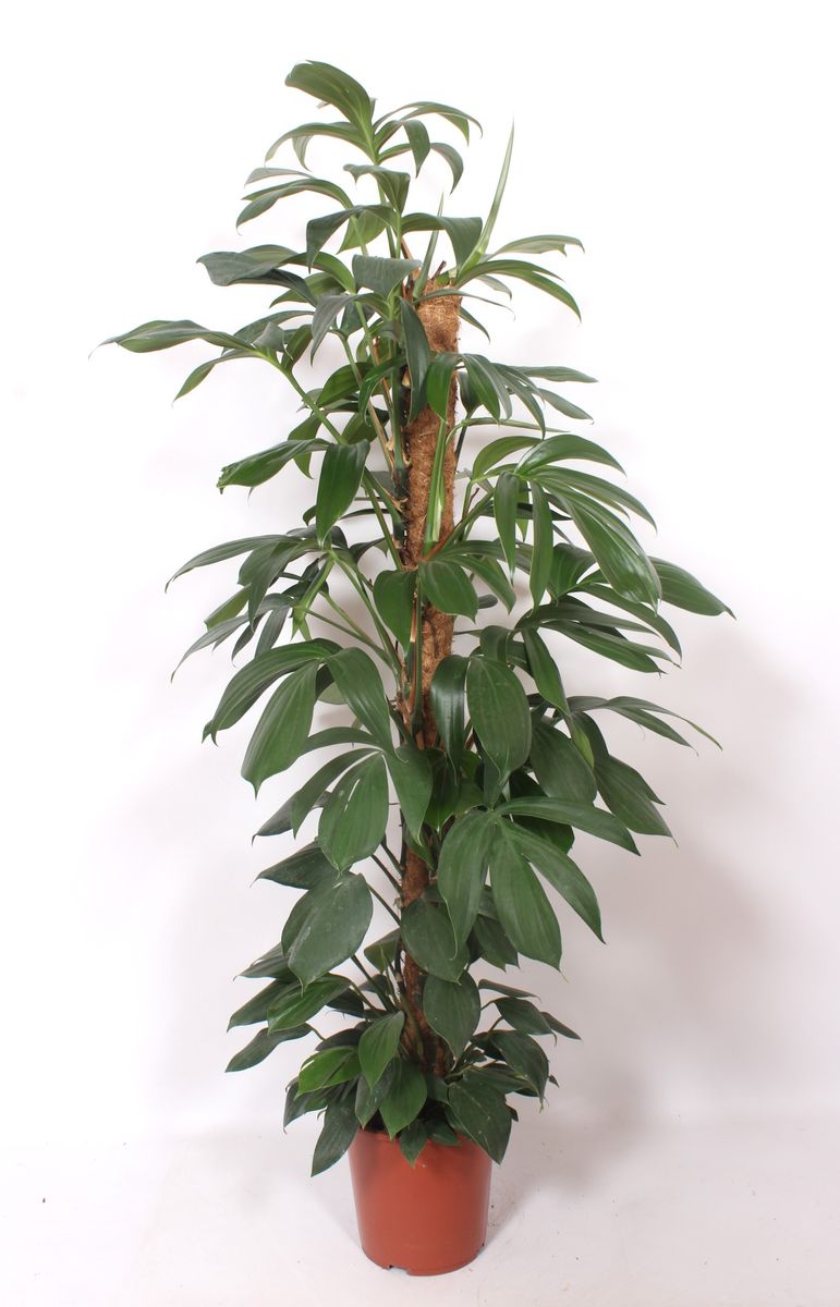 Philodendron 'Dragon Tail' — Plant Wholesale FlorAccess