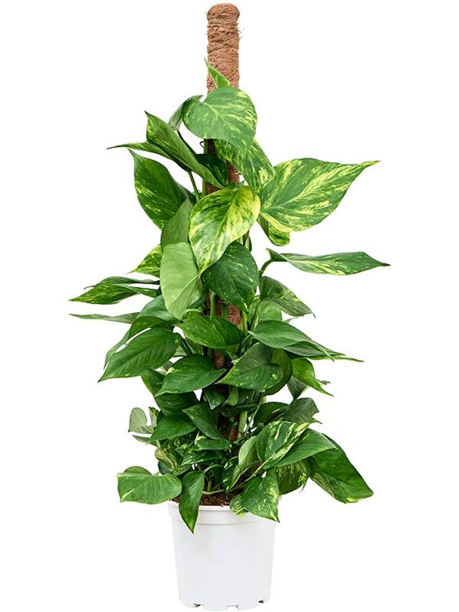 Epipremnum aureum — Plant Wholesale FlorAccess