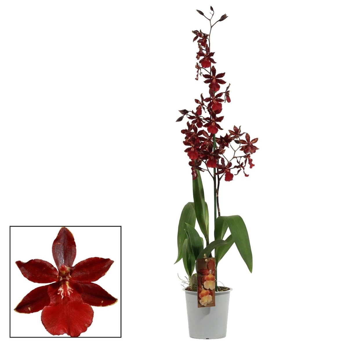 x Cambria 'Bobcat' — Plant Wholesale FlorAccess