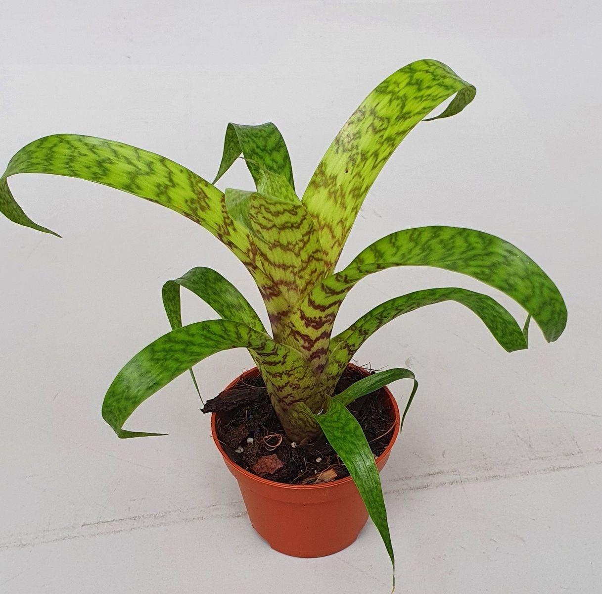 Vriesea hieroglyphica — Plant Wholesale FlorAccess