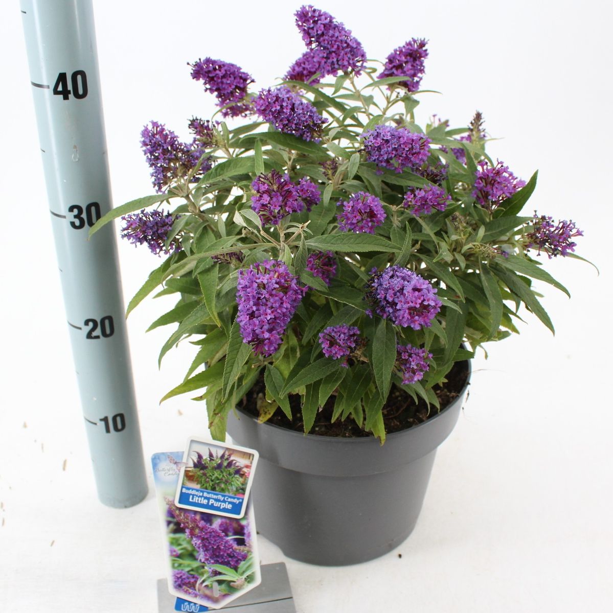 Buddleja davidii BUTTERFLY CANDY LITTLE PURPLE — Plant Wholesale FlorAccess
