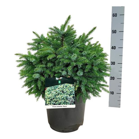 Picea omorika 'Nana' — Plant Wholesale FlorAccess