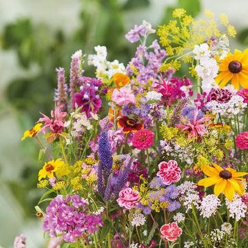 Perennials MIX IN POT — Plant Wholesale FlorAccess