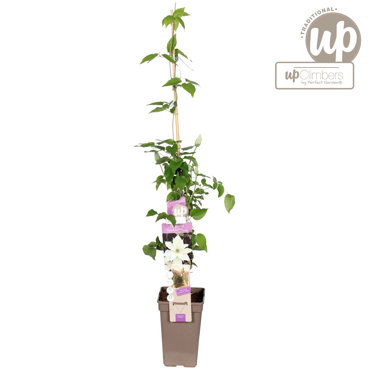 Clematis SPARKLER — Plant Wholesale FlorAccess