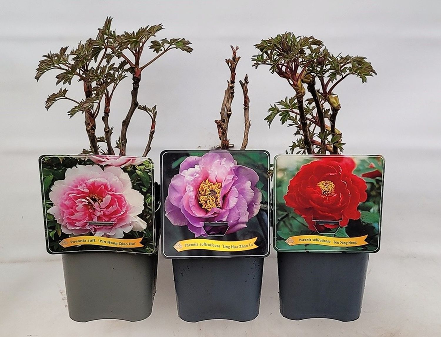 Paeonia suffruticosa MIX — Plant Wholesale FlorAccess